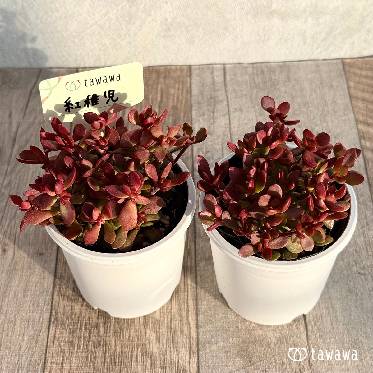 紅稚児 【tawawaハウス苗】 – 多肉植物の通販・販売サイト tawawa